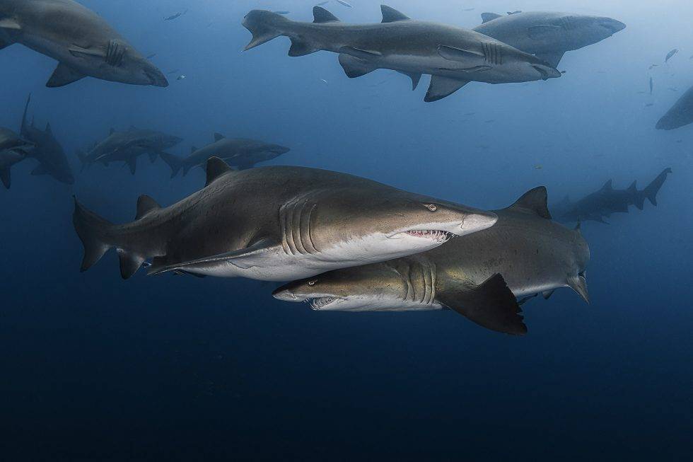 Wolf Rock DIve | Diving with Sharks